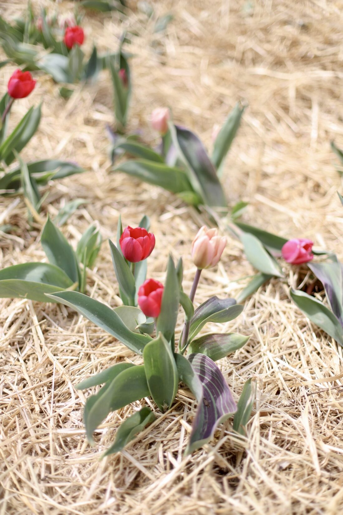 Exploring Boston in the Spring: Picking Tulips at Ward’s Berry Farm ...
