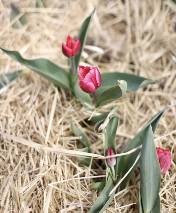 Exploring Boston in the Spring: Picking Tulips at Ward’s Berry Farm ...