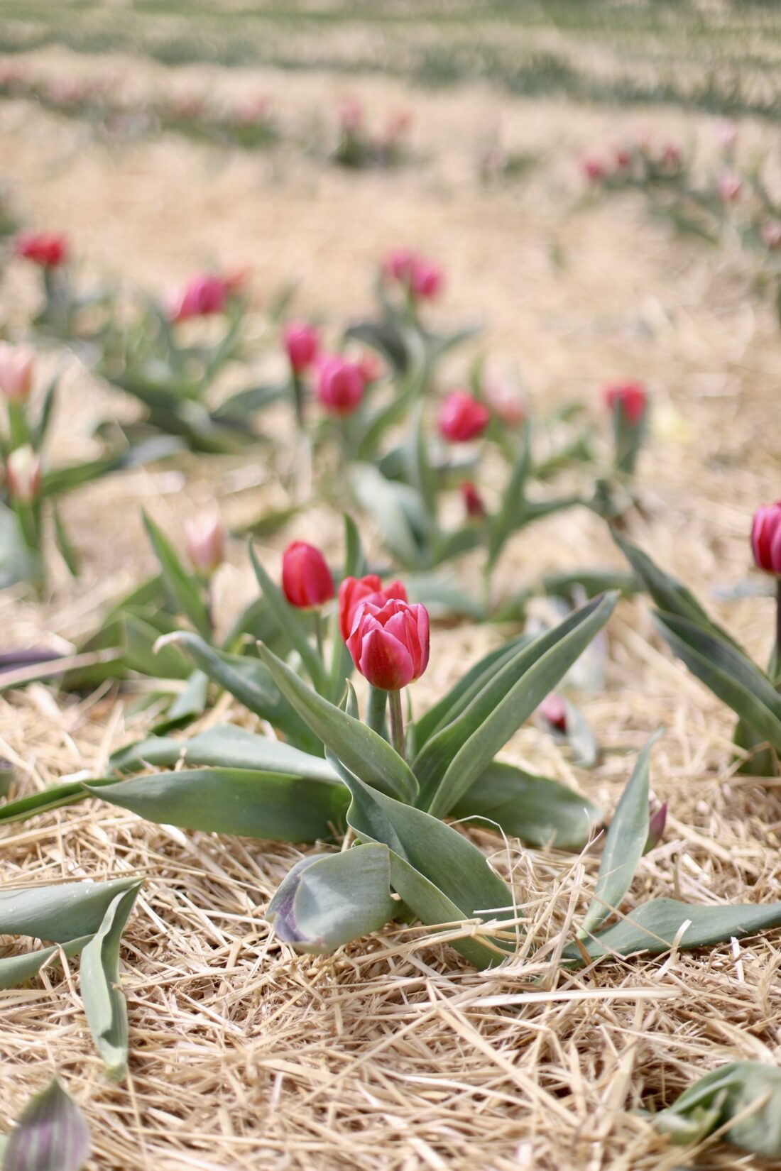Exploring Boston in the Spring: Picking Tulips at Ward’s Berry Farm ...