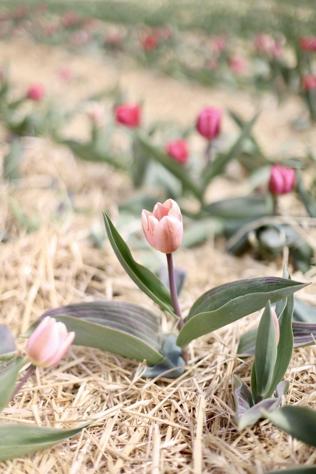 Exploring Boston in the Spring: Picking Tulips at Ward’s Berry Farm ...